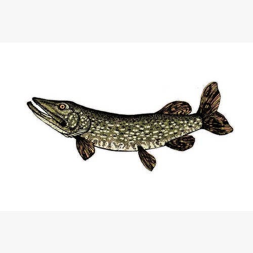 Northern Pike Freshwater Fish Decal - Etsy