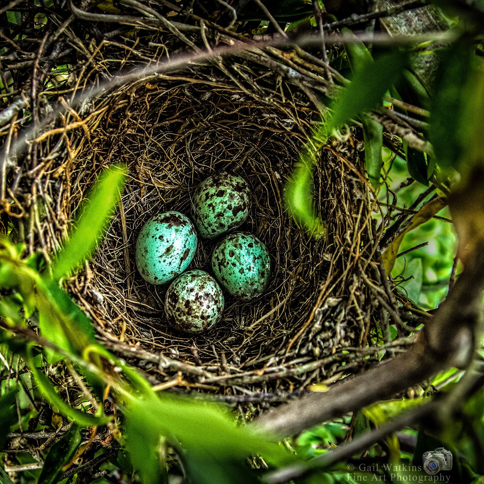 Eggs in Nest Nature Photography Mockingbird Nest With Eggs - Etsy