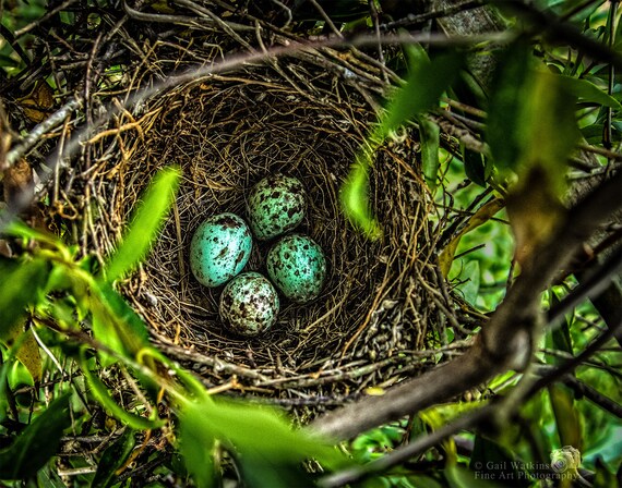 Mockingbird Eggs Color