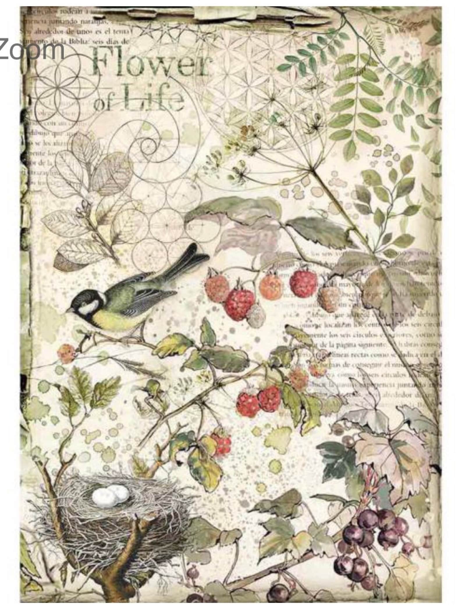 Stamperia A4 Rice Paper - Etsy