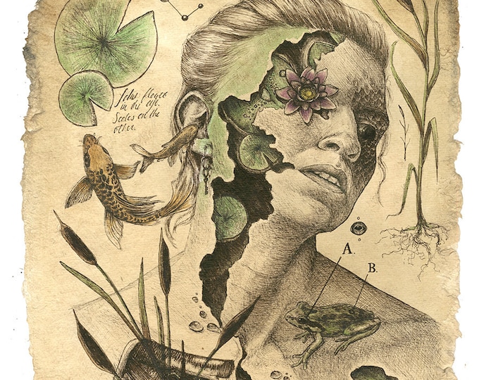 Pond Portrait Scientific Illustration Art Nature Print - Etsy