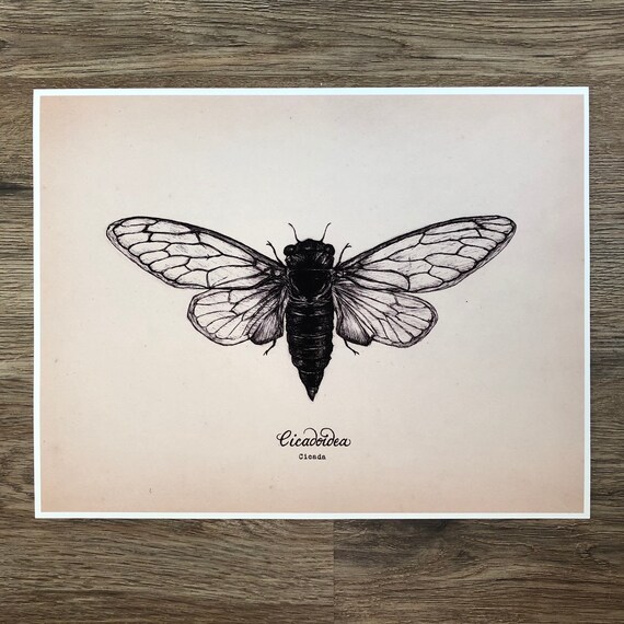 Cicada Scientific Drawing