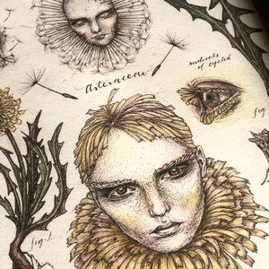 Dandelion Portrait Print - Scientific Illustration Plants - Botanical ...