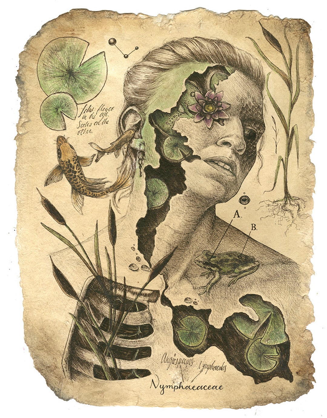 Pond Portrait Scientific Illustration Art - Nature Print - Digital ...