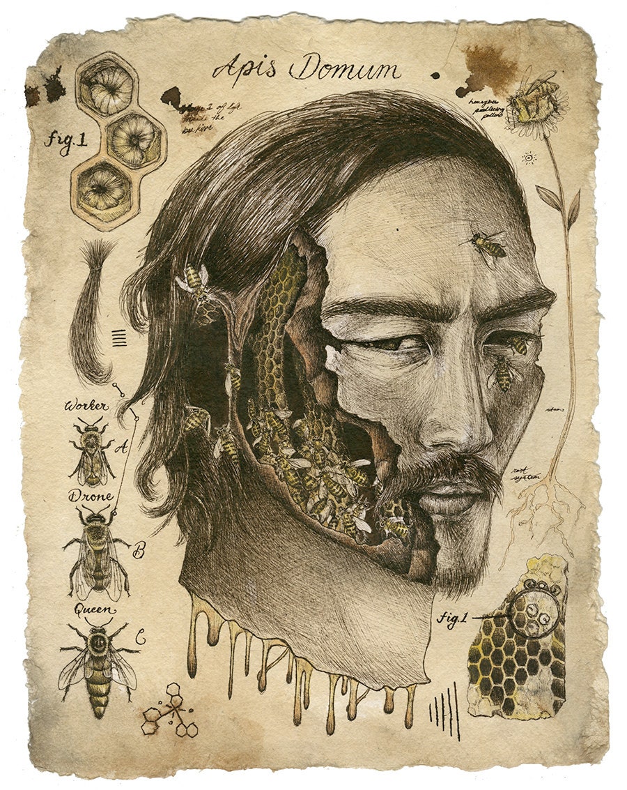 Queen Bee Scientific Illustration