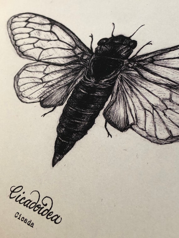 Cicada Scientific Drawing