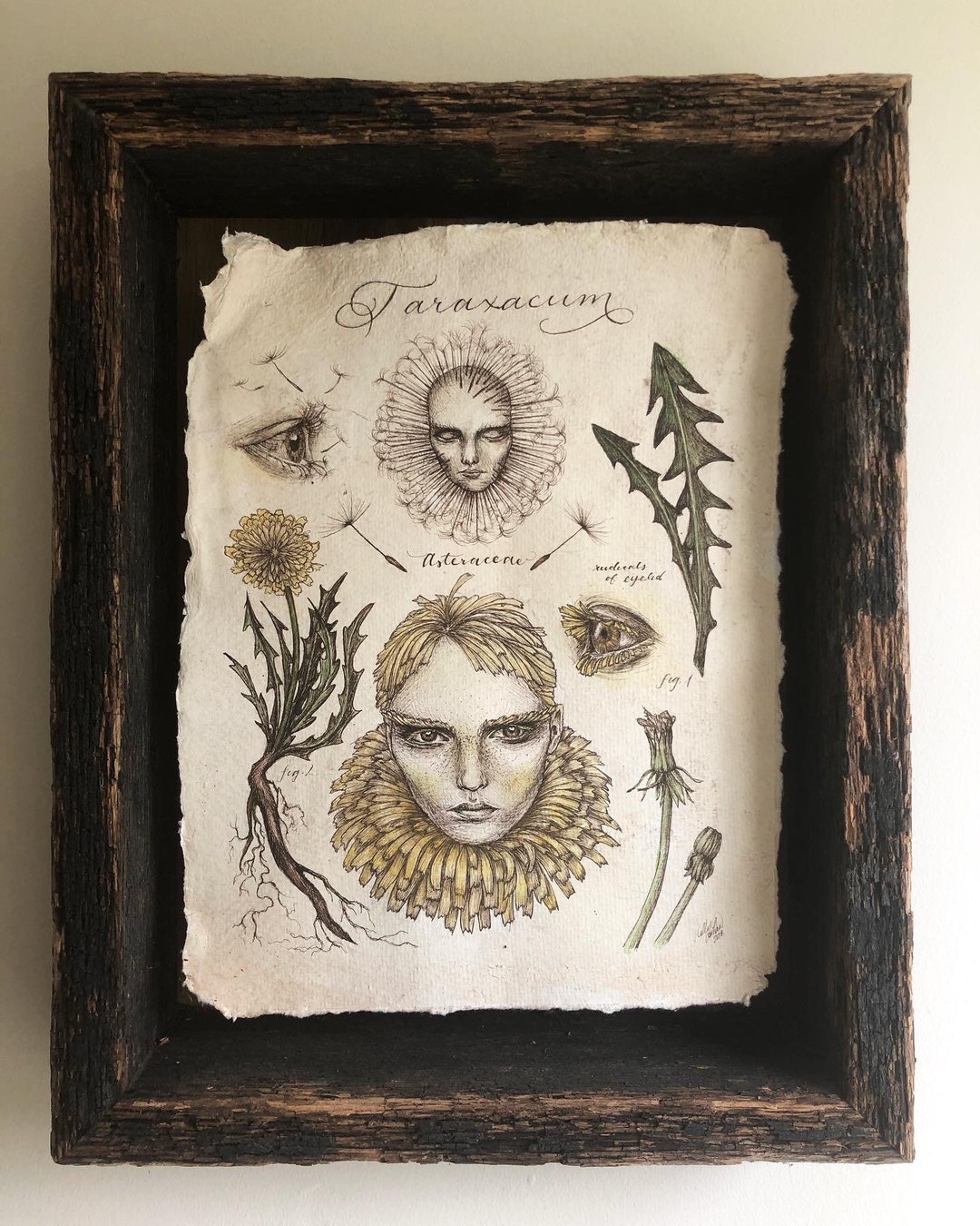 Original Dandelion Fantasy Faerie Mythical Scientific Illustration ...