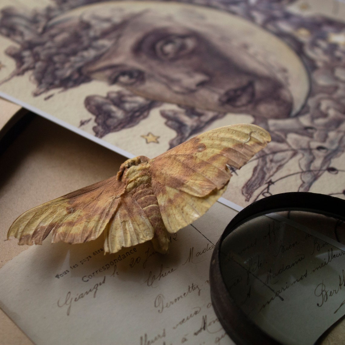 Crescent Moon Portrait Print - Moon Art - Sun and Moon Art - Sun and ...