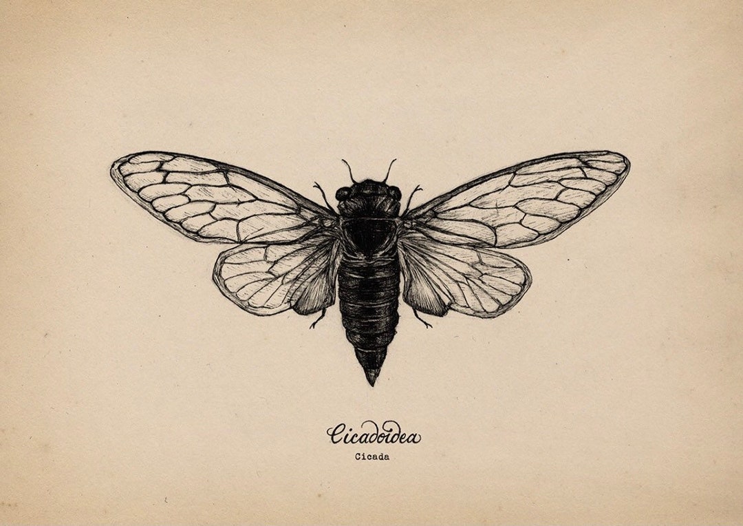 Vintage Cicada Illustration