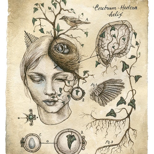 Robin's Nest Brain Scientific Illustration Art Nature - Etsy