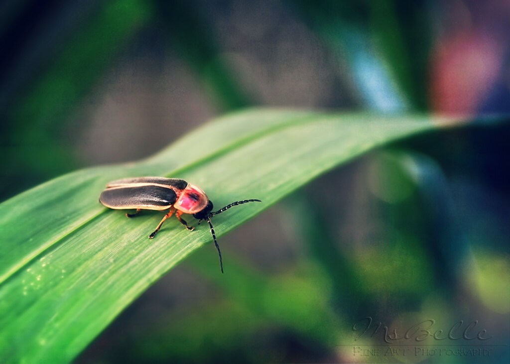 Macro Insect Photography Lightning Bug 5x7 fine art print | Etsy