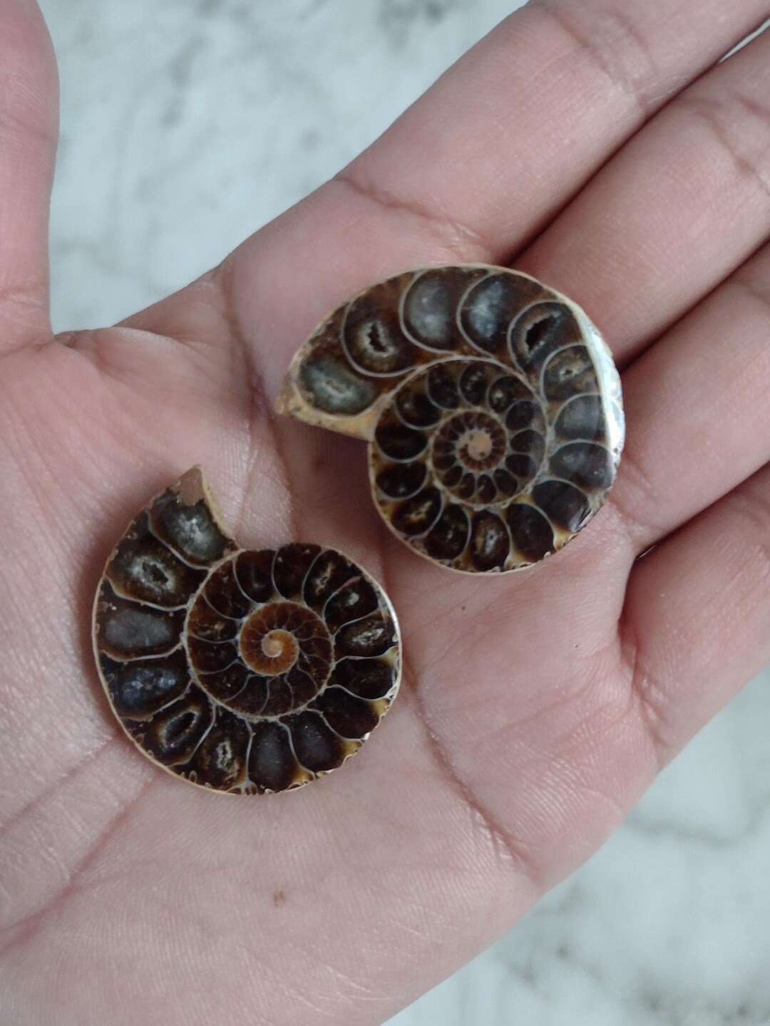 Pair of Ammonites, Split Ammonite Genuine Fossil ~ Calcenite Stone ...