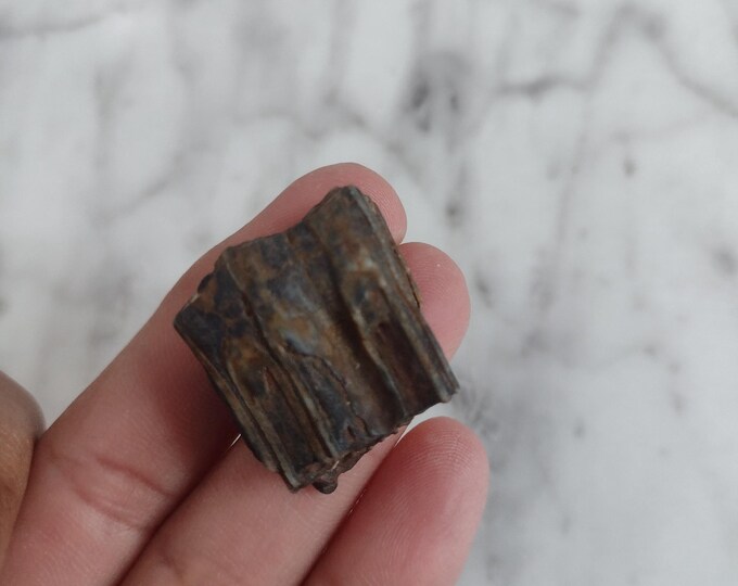 Fossil Horse Tooth Teeth Fossils Stone Gemstone Genuine Equine Fossil A ...