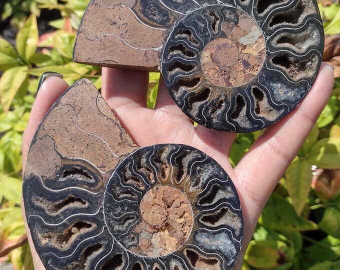 Pair of Ammonites, Split Ammonite Genuine Fossil ~ Calcenite Stone ...