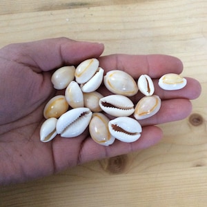 BULK 10 PACK Cowrie Shells ~ Shell Magick, Sea Witch Tools, Bulk Sea ...