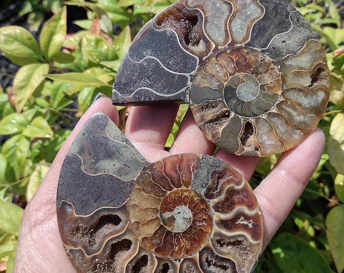 Pair of Ammonites, Split Ammonite Genuine Fossil ~ Calcenite Stone ...