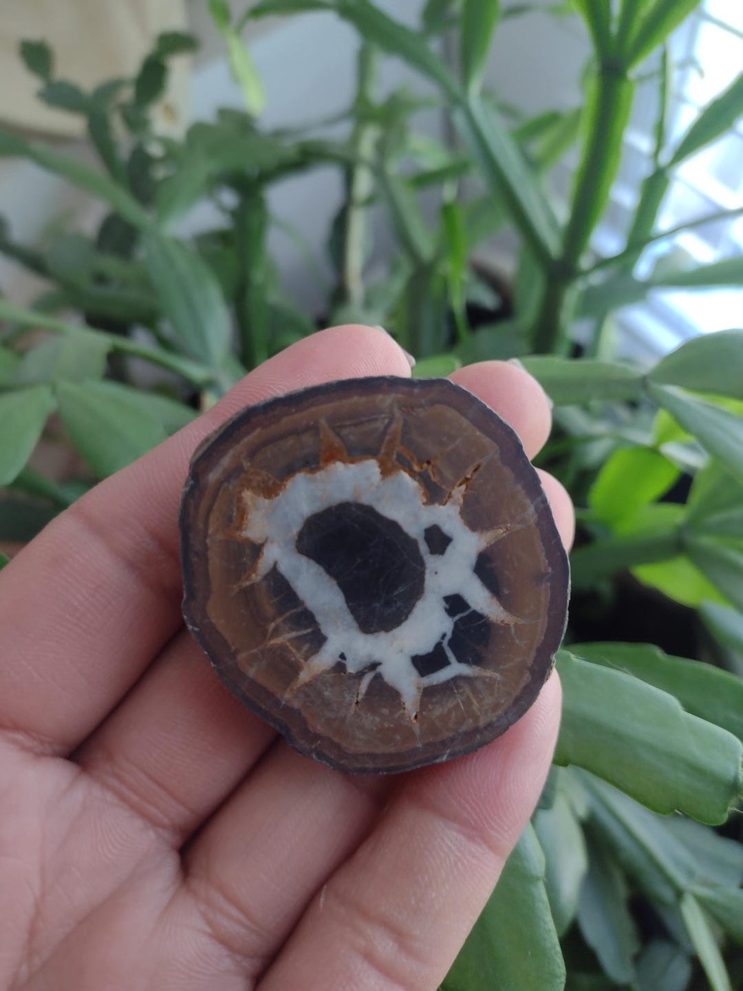 Septarian Nodule, Septarian Slice, Septarian Stone, Septarian Dragon ...