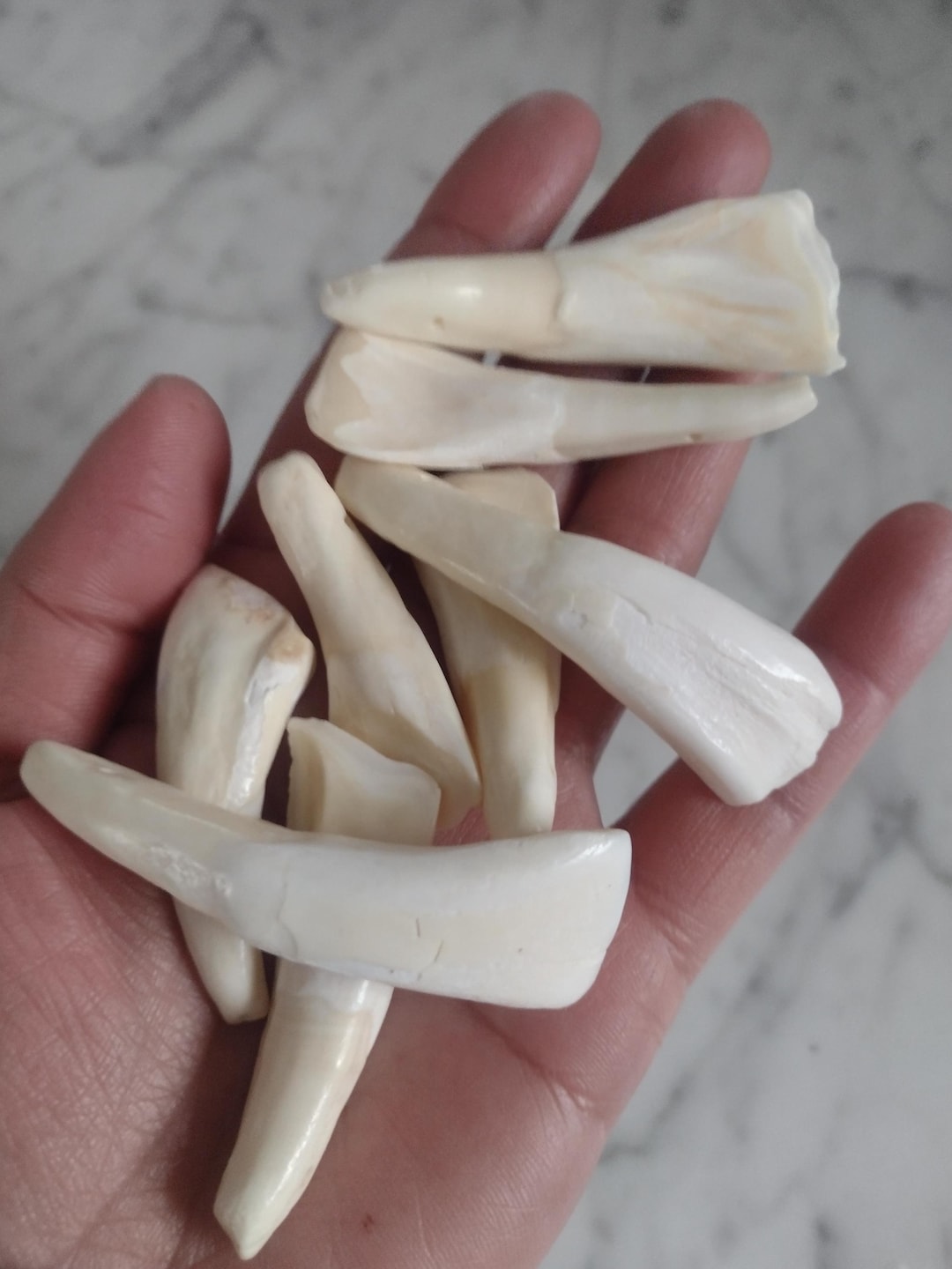 Buffalo Tooth Bead, Buffalo Teeth, Teeth for Jewelry, Oddity Beads ...