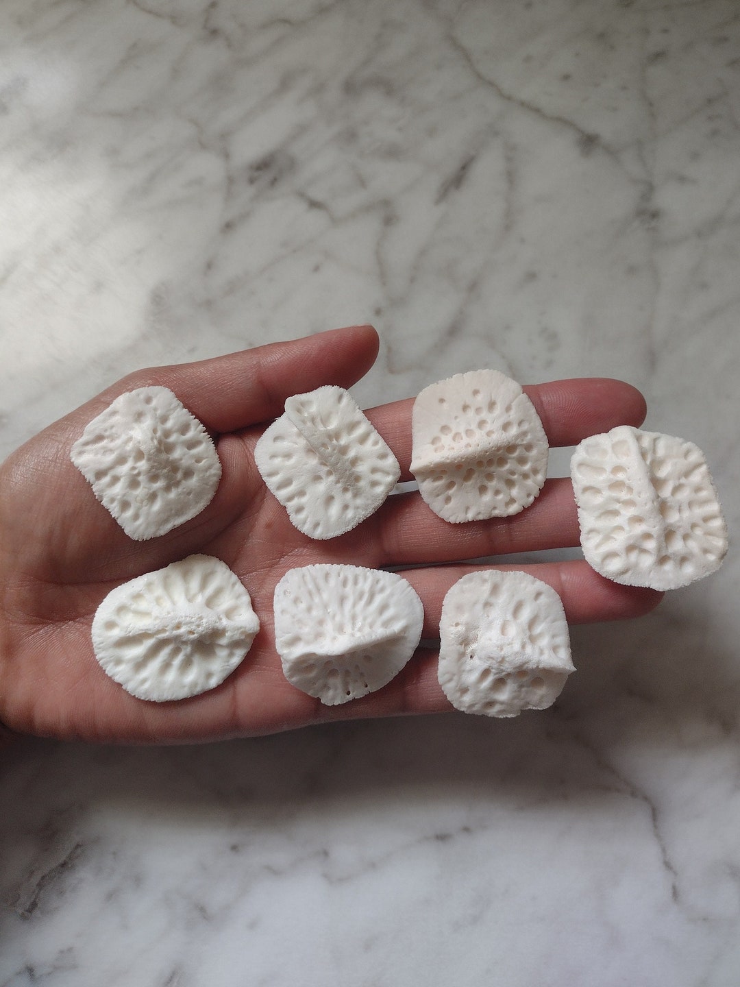 Alligator Scute, Bony Scale, Throwing Bones, Oddities, Curiosities ...