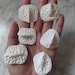 Alligator Scute, Bony Scale, Throwing Bones, Oddities, Curiosities ...