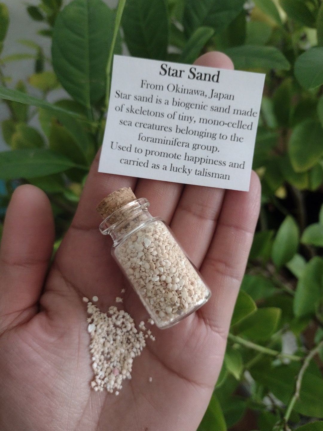 RARE Okinawa Star Sand Jar, Star Shaped Sand, Japan Beach Sand, Sun ...