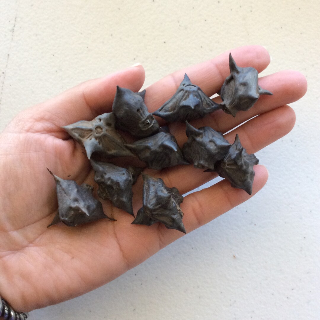 3X Gargoyle Nut, Bat Nut, Devil Nut, Lucky Talisman, Home Protection ...