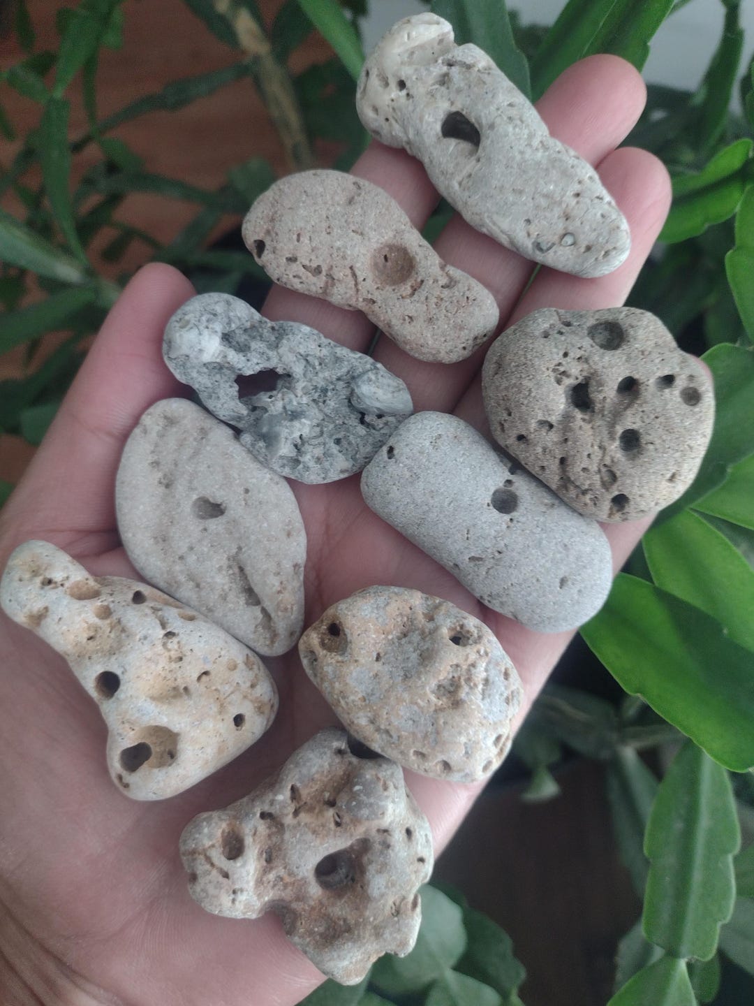 1.5"-2" Hag Stone, Odin Stone, Holey Stone, Water Element Stone, See ...