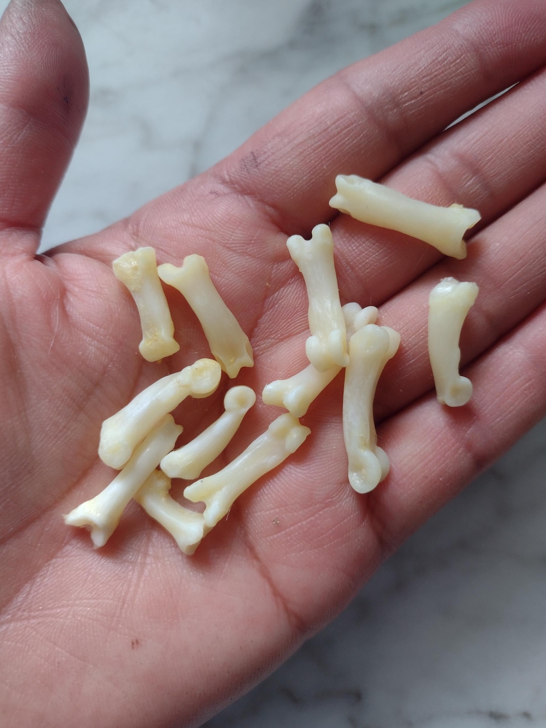 5 PACK Bobcat Knuckle Bones, Throwing Bones, Oddities, Curiosities ...