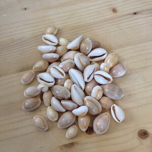 BULK 10 PACK Cowrie Shells ~ Shell Magick, Sea Witch Tools, Bulk Sea ...