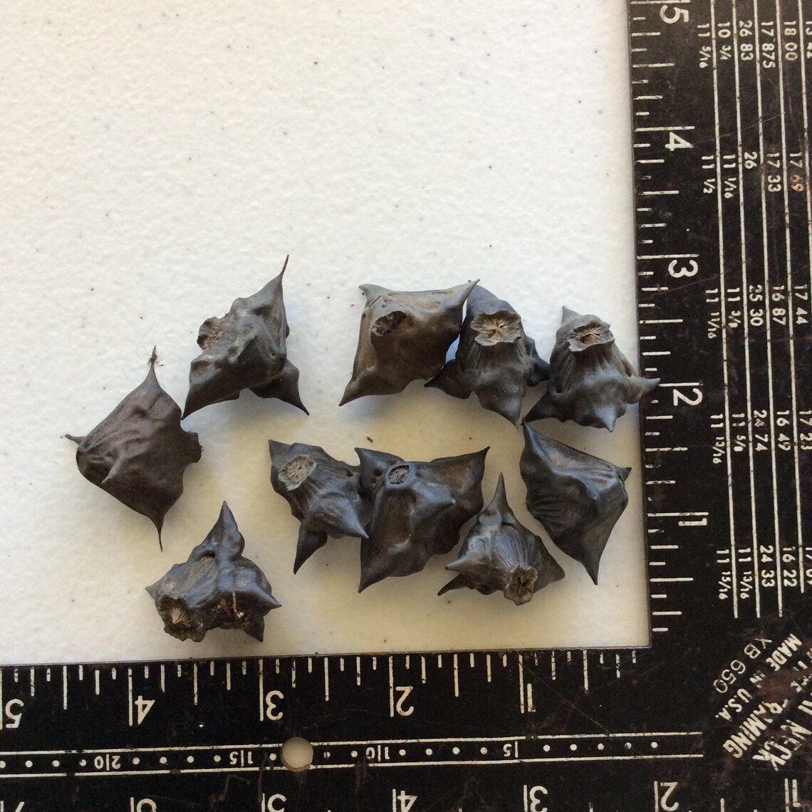 3X Gargoyle Nut Bat Nut Devil Nut Lucky Talisman Home | Etsy