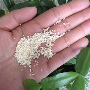 RARE Okinawa Star Sand Jar, Star Shaped Sand, Japan Beach Sand, Sun ...