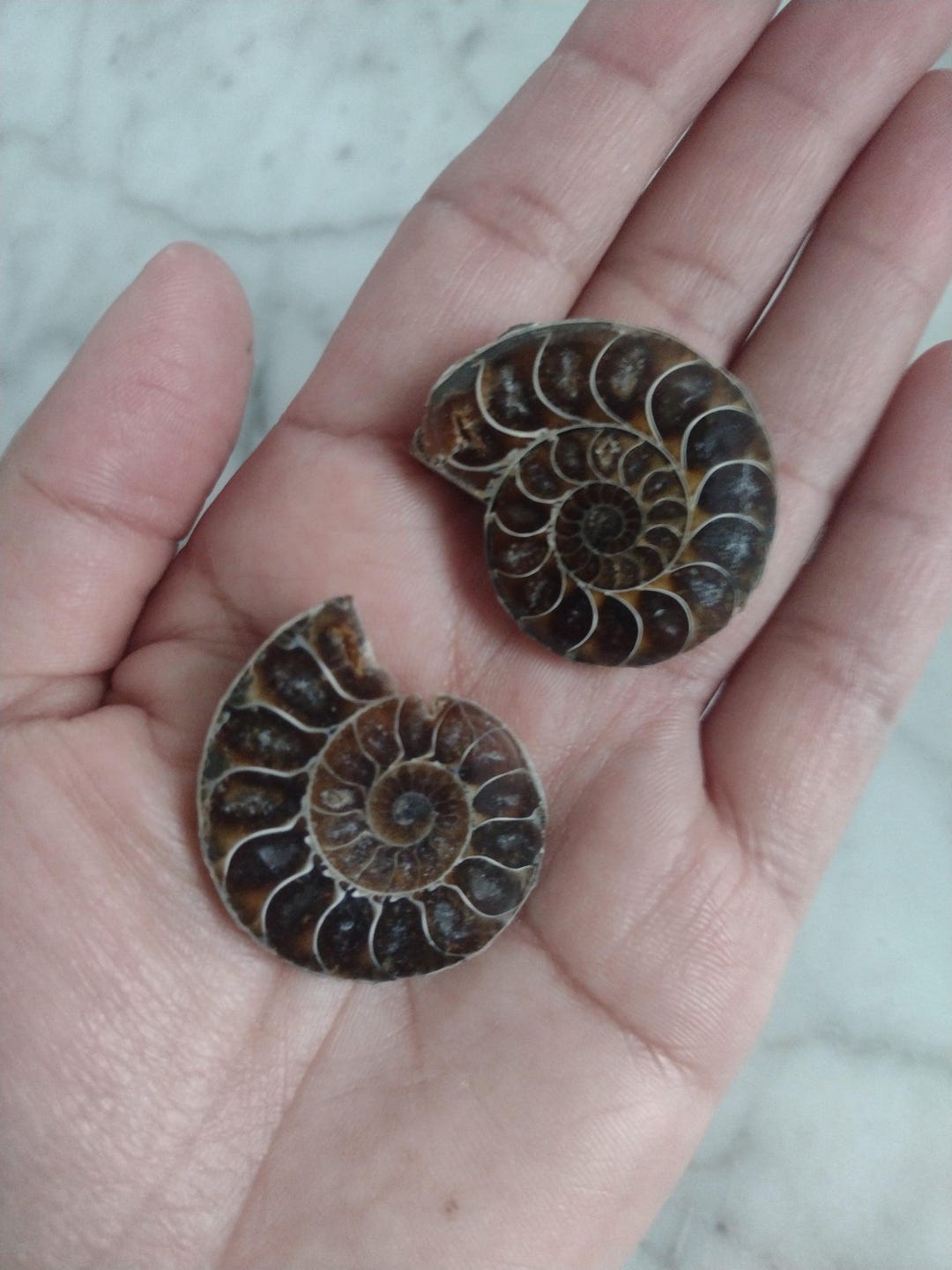 Pair of Ammonites, Split Ammonite Genuine Fossil ~ Calcenite Stone ...