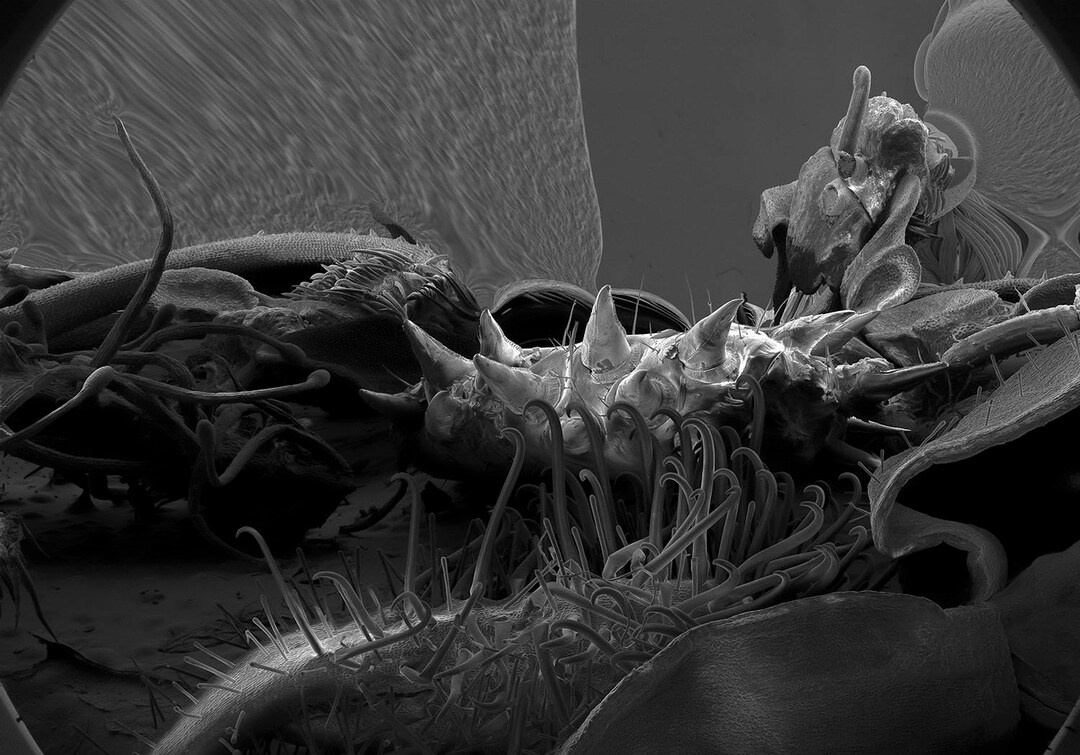 Electron Microscope Landscape Print: 'microsculpture 56 #2' - Etsy