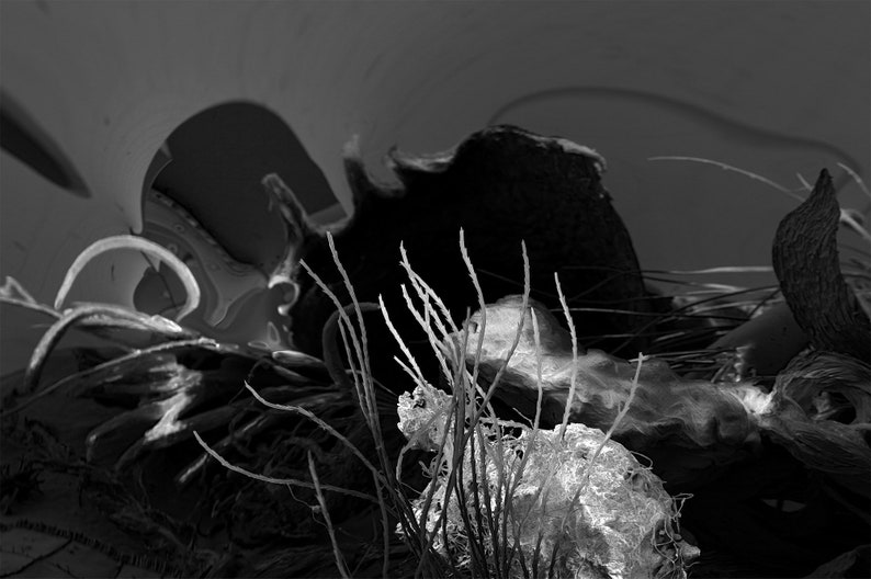 Art Print: Beach Themed Electron Microscope Landscape (biology, STEM ...