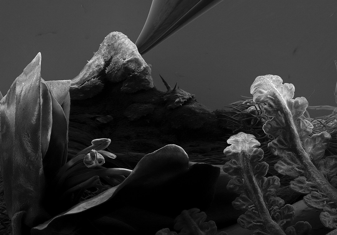 Electron Microscope Landscape Print: 'microsculpture 54 #3' - Etsy