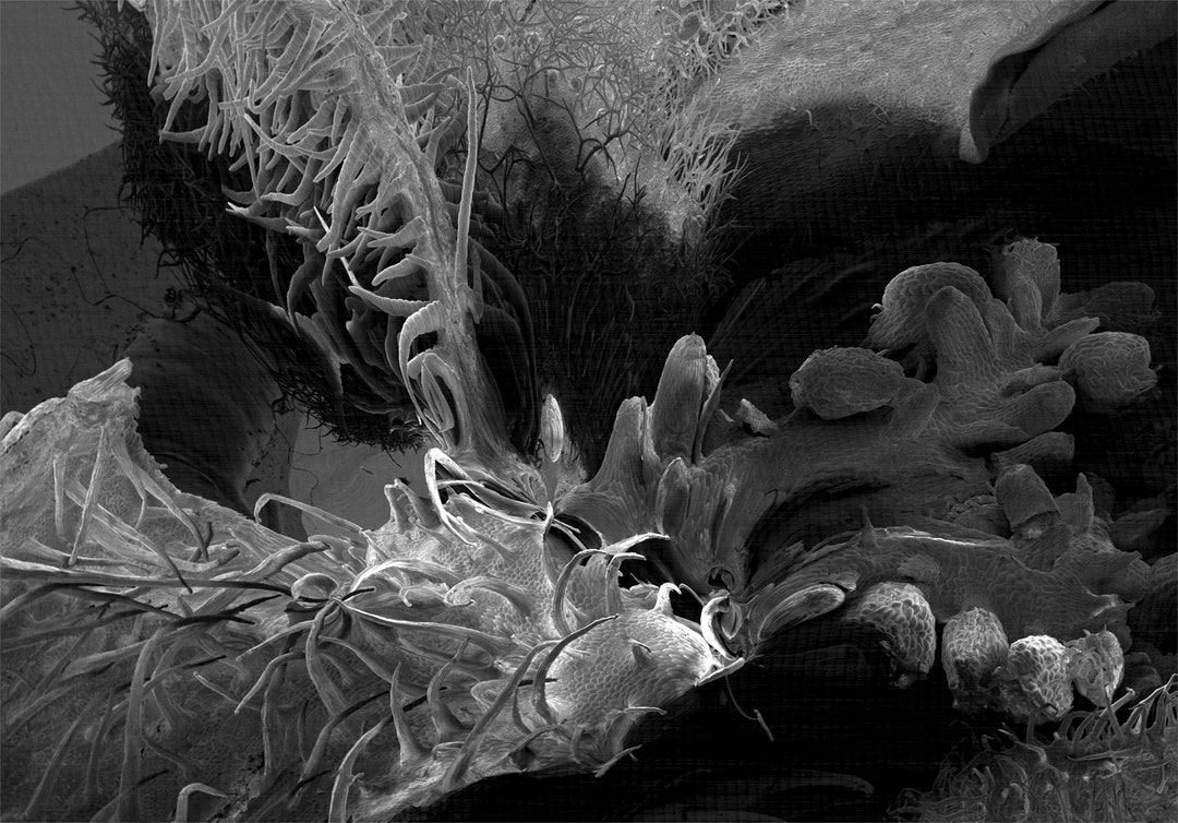 Electron Microscope Art Print: Distorted Plants, Microsculpture ...