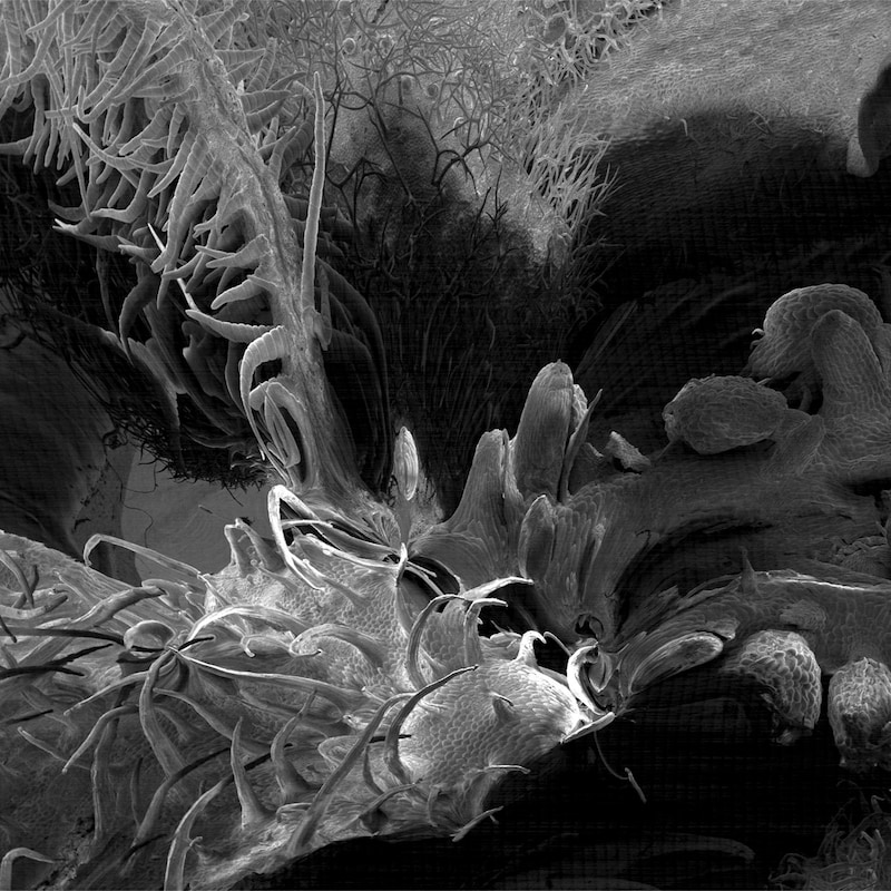 Microscope Art - Etsy