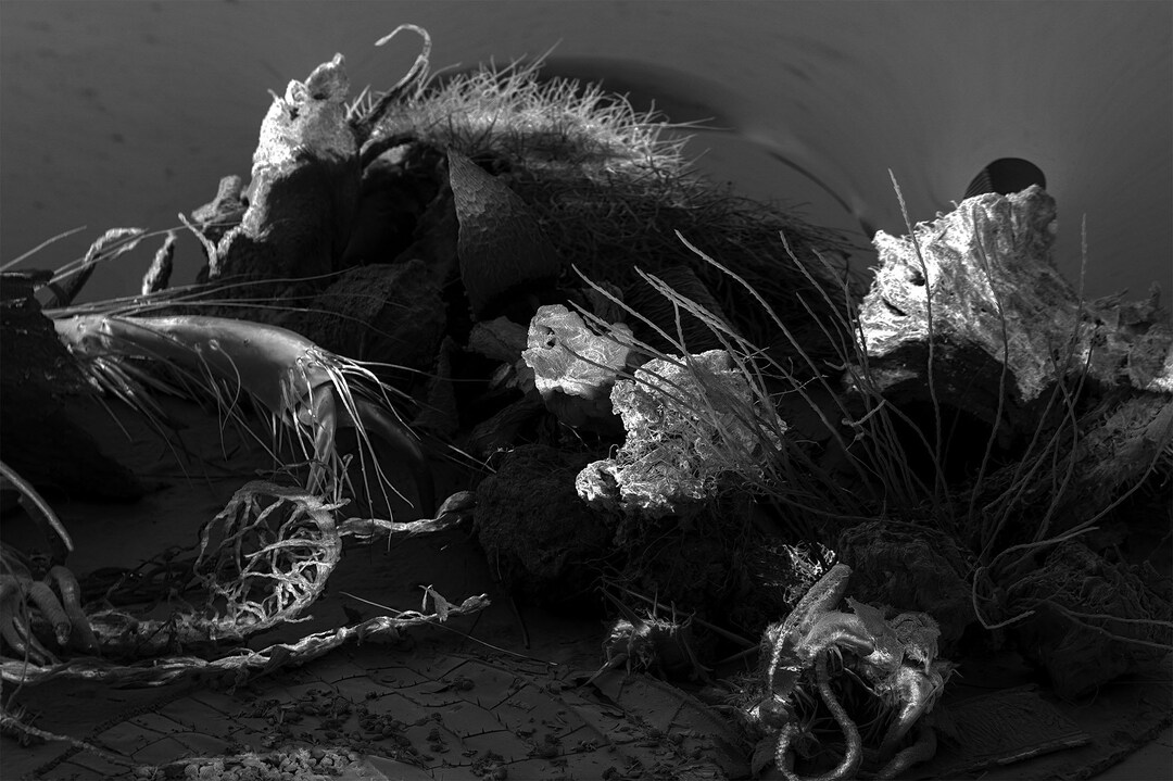 Art Print: Electron Microscope Landscape Made of Insects & Plants ...
