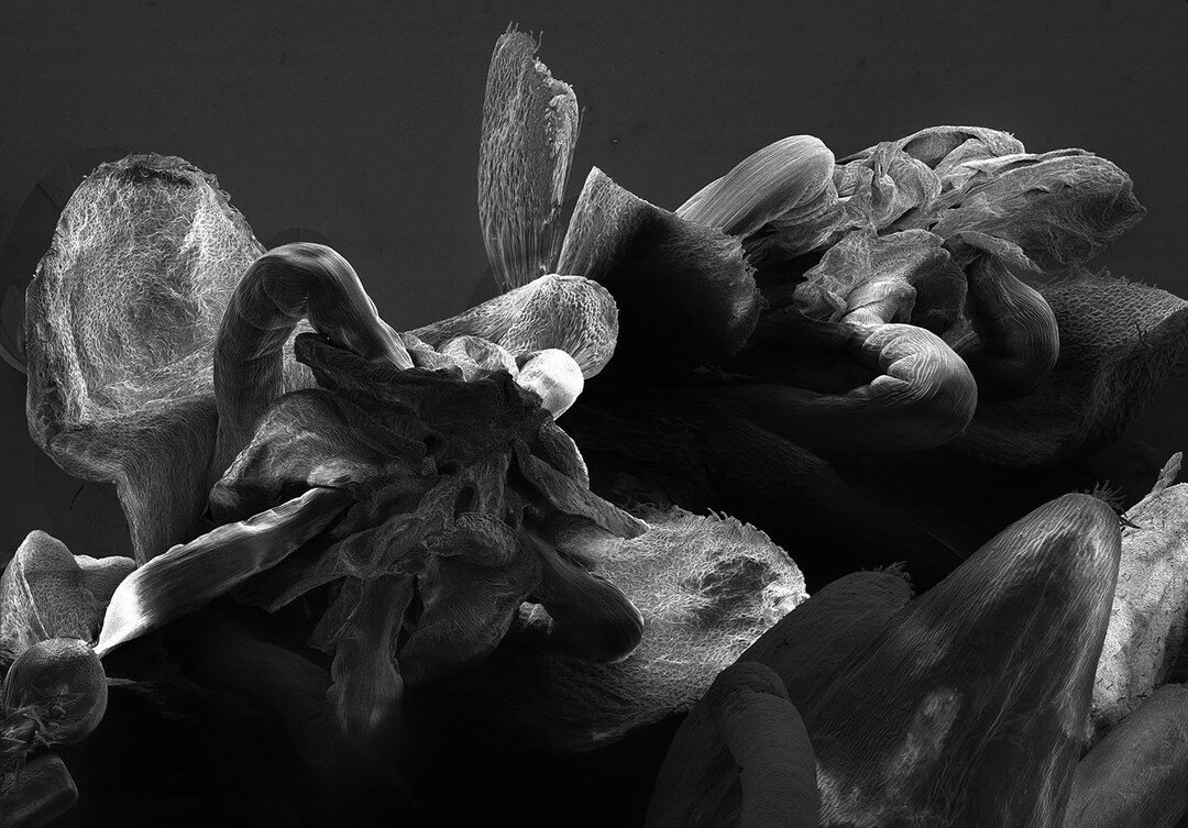 Electron Microscope Landscape Print: 'microsculpture 21 #1' (two ...