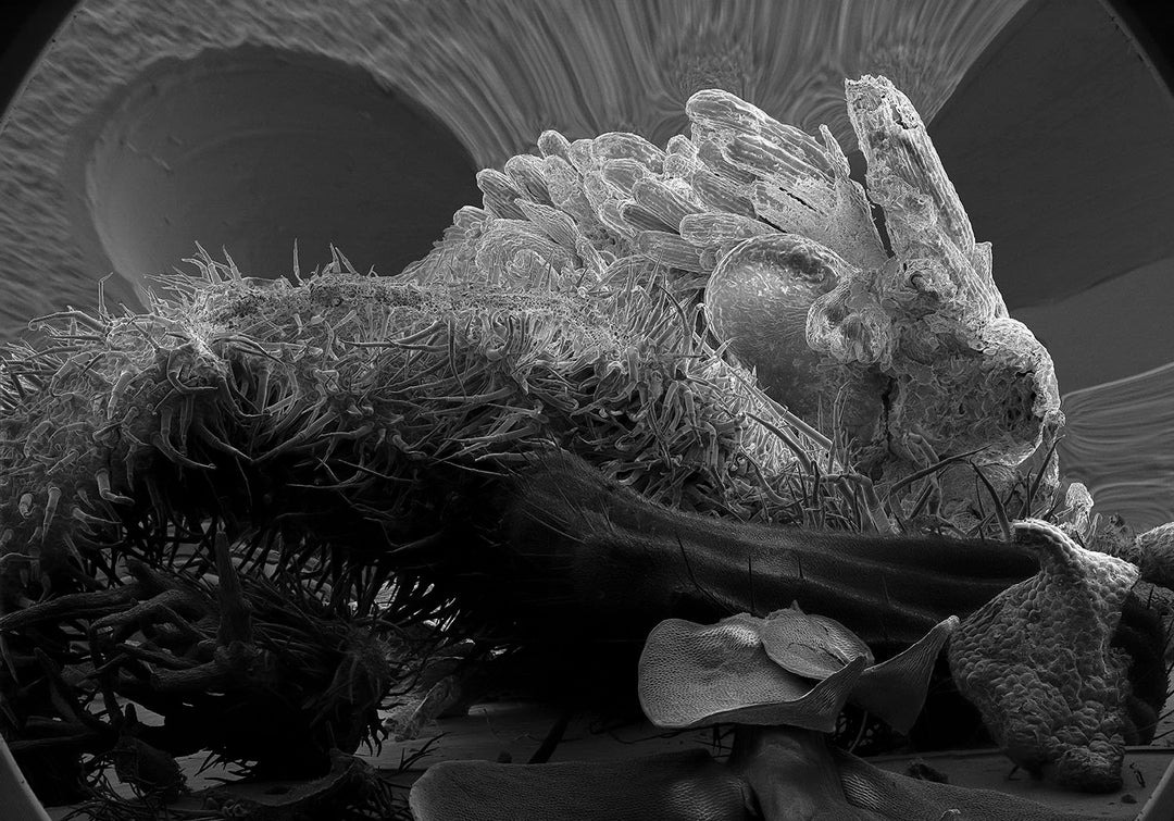 Electron Microscope Landscape Print: 'microsculpture 61 #2 - Etsy