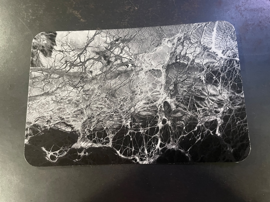 Spiderweb Under the Electron Microscope, Spiderweb Covering a Roly Poly ...