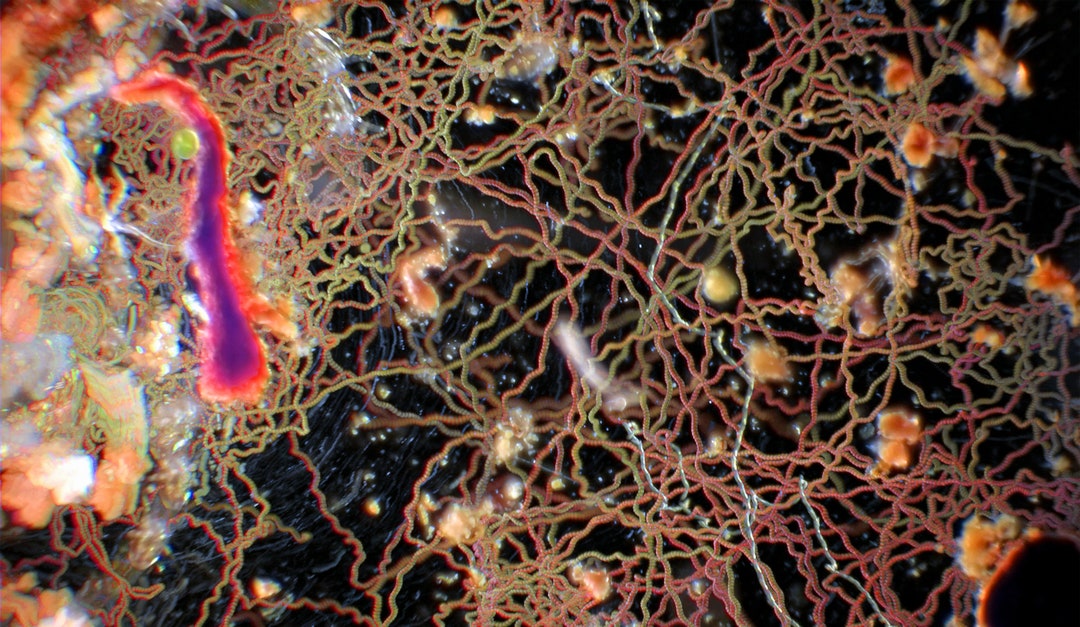 Plankton Painting: Fall Colors. Timelapse Microscopy 11x19 Archival ...