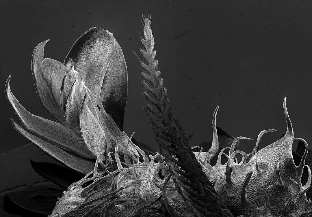 Electron Microscope Landscape Print: 'microsculpture 36 #4' - Etsy