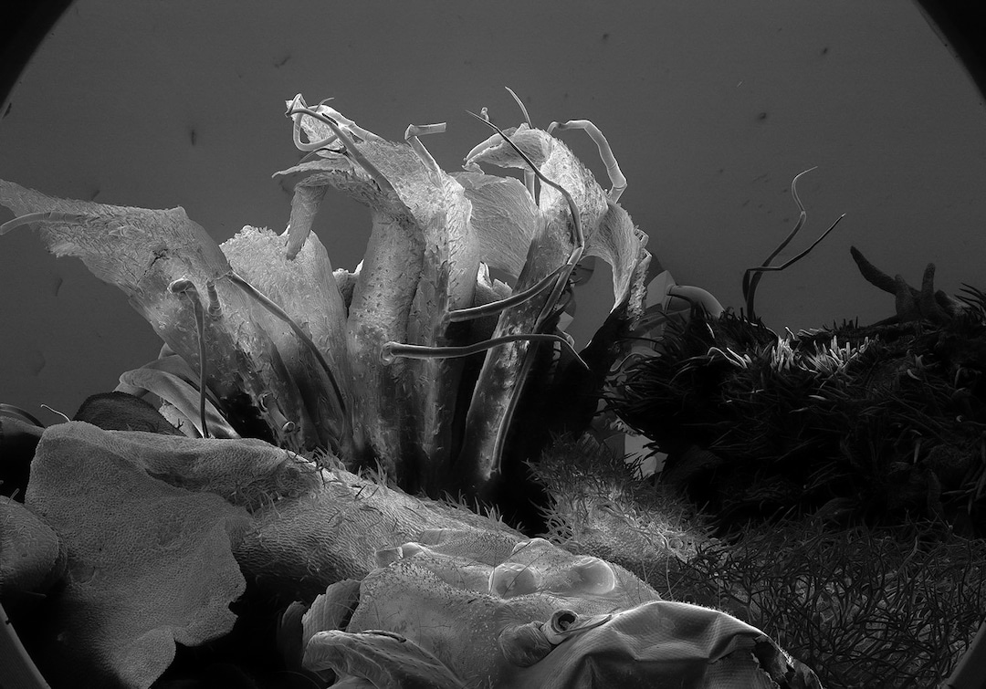 Electron Microscope Landscape Print: 'microsculpture 50 #2' - Etsy