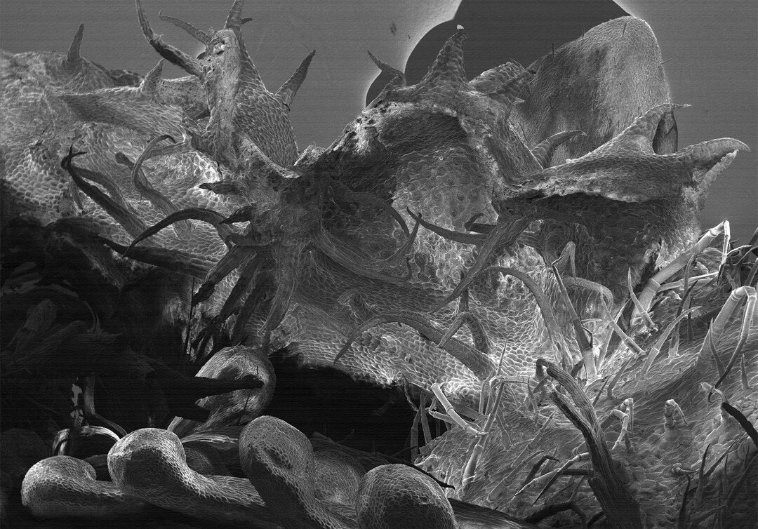 Electron Microscope Art Print: Distorted Plants, Microsculpture ...