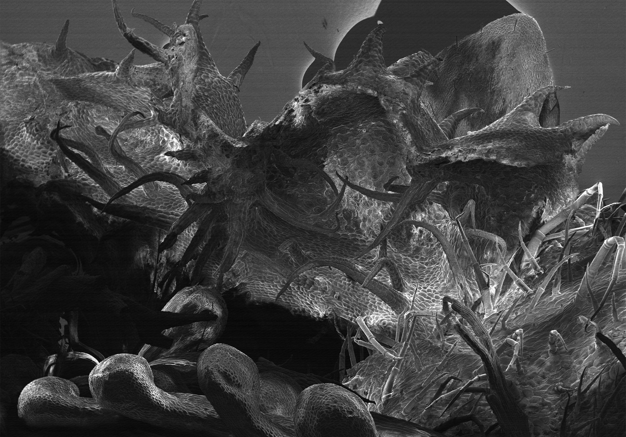 Electron Microscope Art Print: Distorted Plants, Microsculpture ...