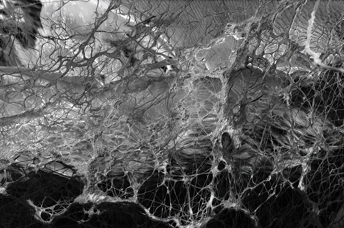 Spiderweb Under the Electron Microscope, Spiderweb Covering a Roly Poly ...
