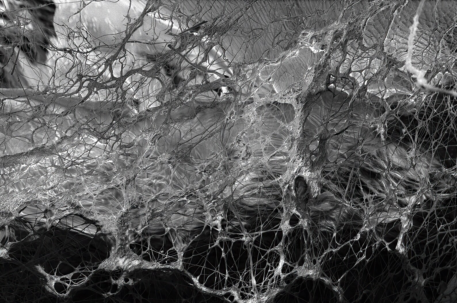 Spiderweb Under the Electron Microscope, Spiderweb Covering a Roly Poly ...