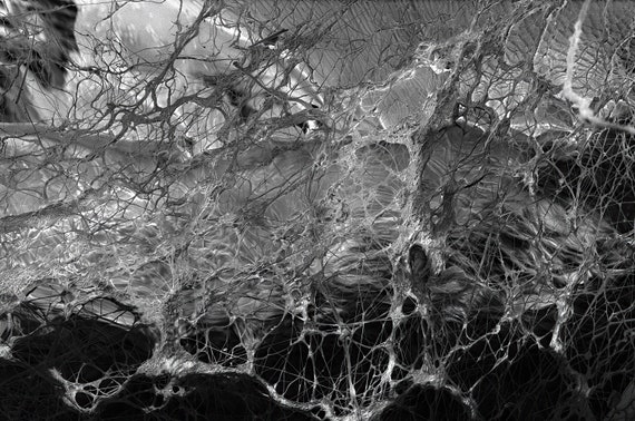 Spinnenweb Onder Microscoop Spin Onder De Microscoop (Araneae, Arane)