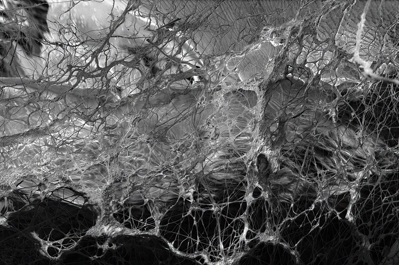 Spiderweb Under the Electron Microscope, Spiderweb Covering a Roly Poly ...
